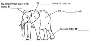 Elephant Communication IELTS Reading Answers